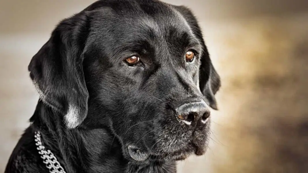 How Much Does A Black Labrador Cost – The truth about the costs ! – My ...