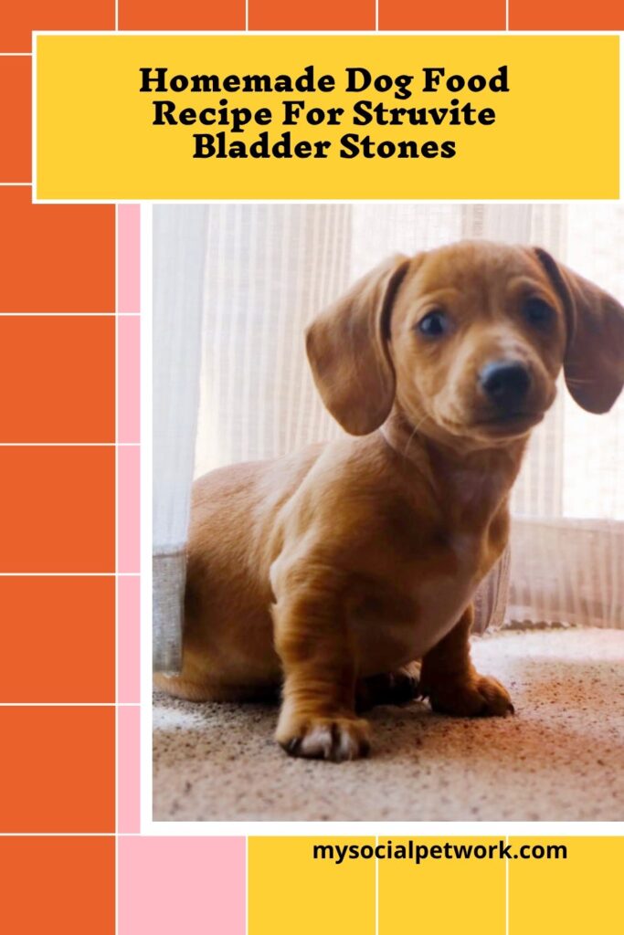 Homemade Dog Food Recipe For Struvite Bladder Stones – My Social Pet Work