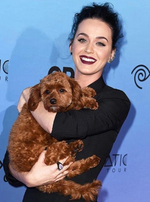 The Cutest Pets of Hollywood Celebrities – My Social Pet Work